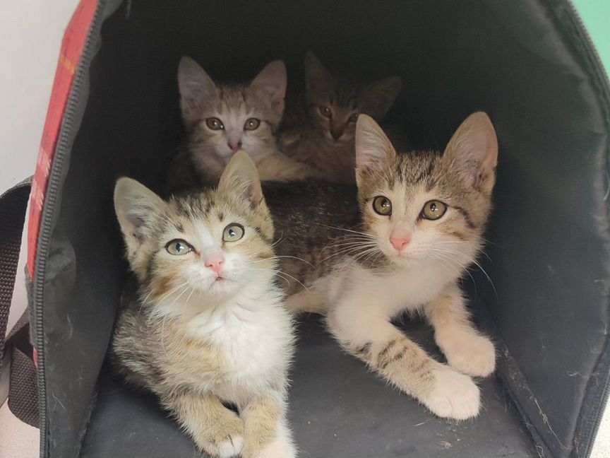 Котята в добрые руки