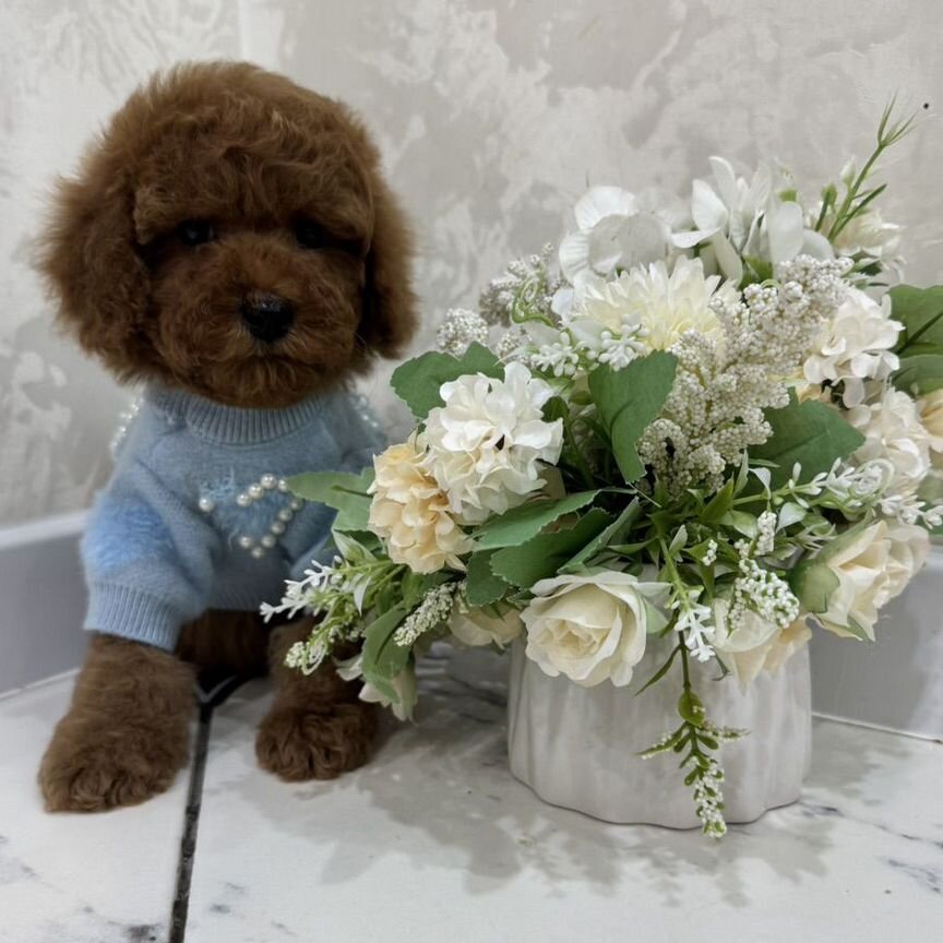 Той-пудель, щенок