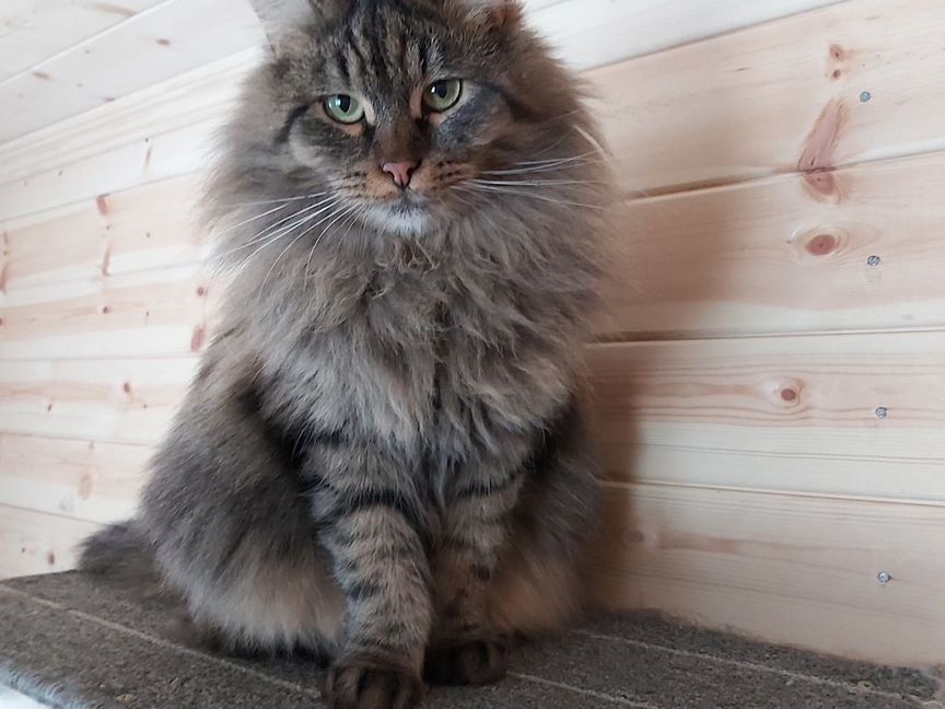 Котик в дар ответственным людям