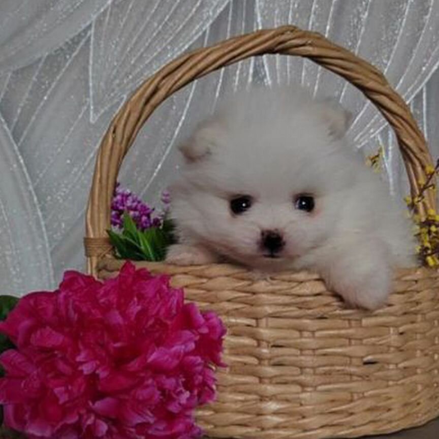 Померанский шпиц белоснежный с документами, чип