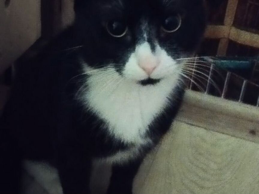 Кот