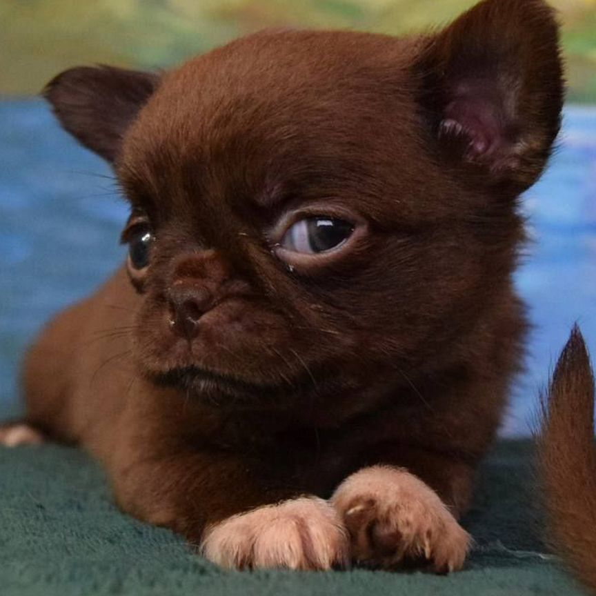 Чихуахуа, щенок