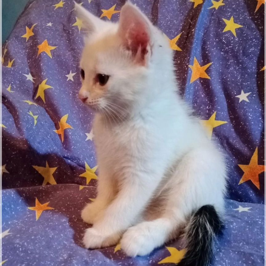 Беленькие малыши