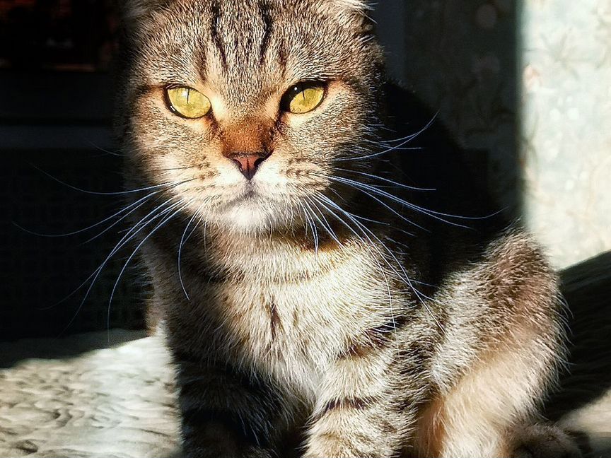 Кошка