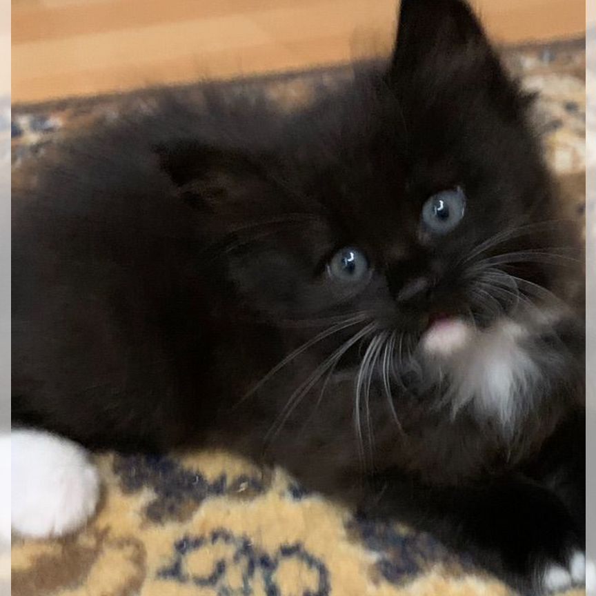 Котенок