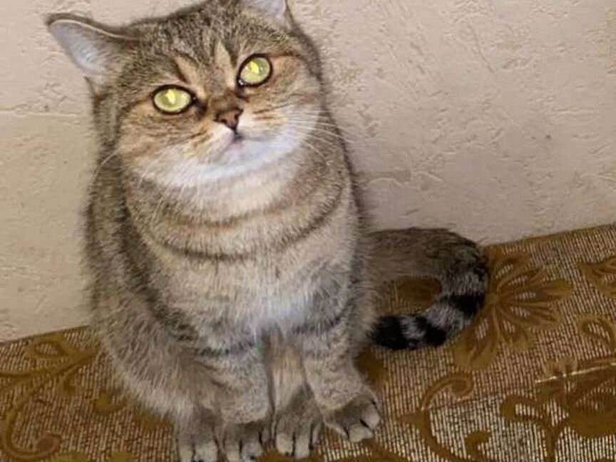 Кошка британка