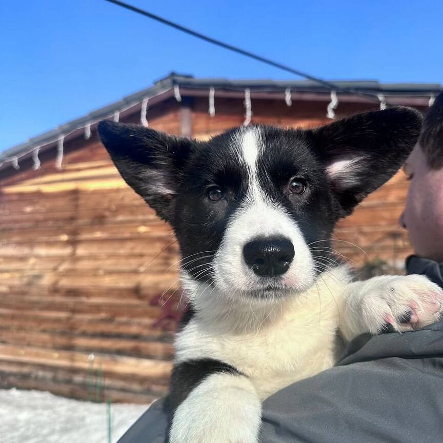 Вельш-корги кардиган