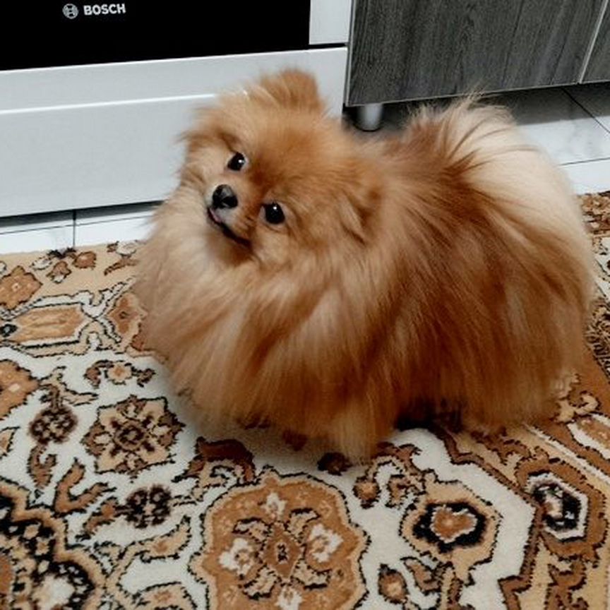 Шпиц вязка мини померанчик