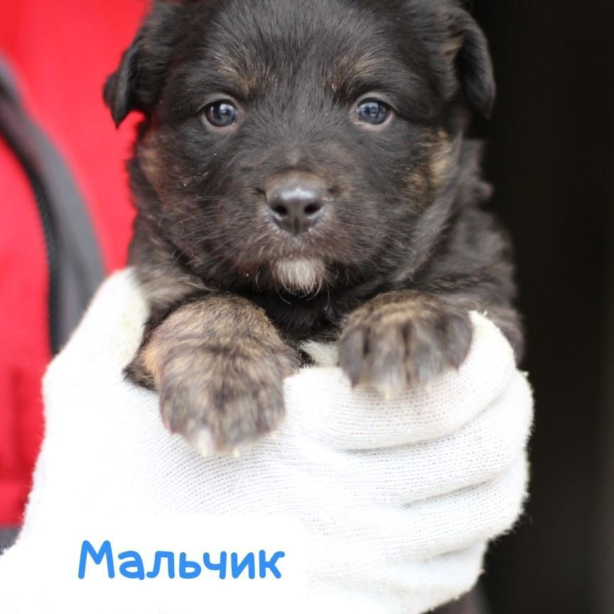 Щенок мальчик 1 месяц