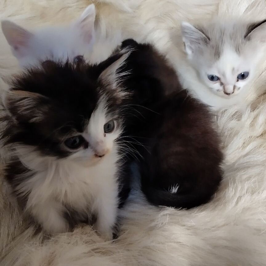 Котёнок в добрые руки