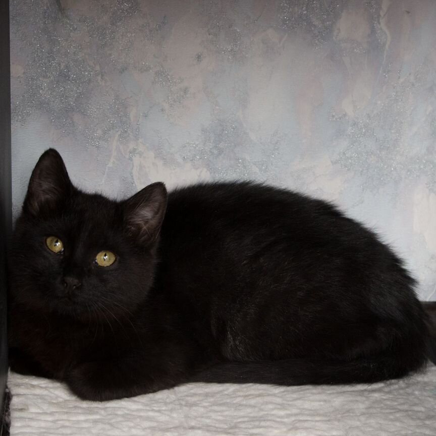 Отдаем котят