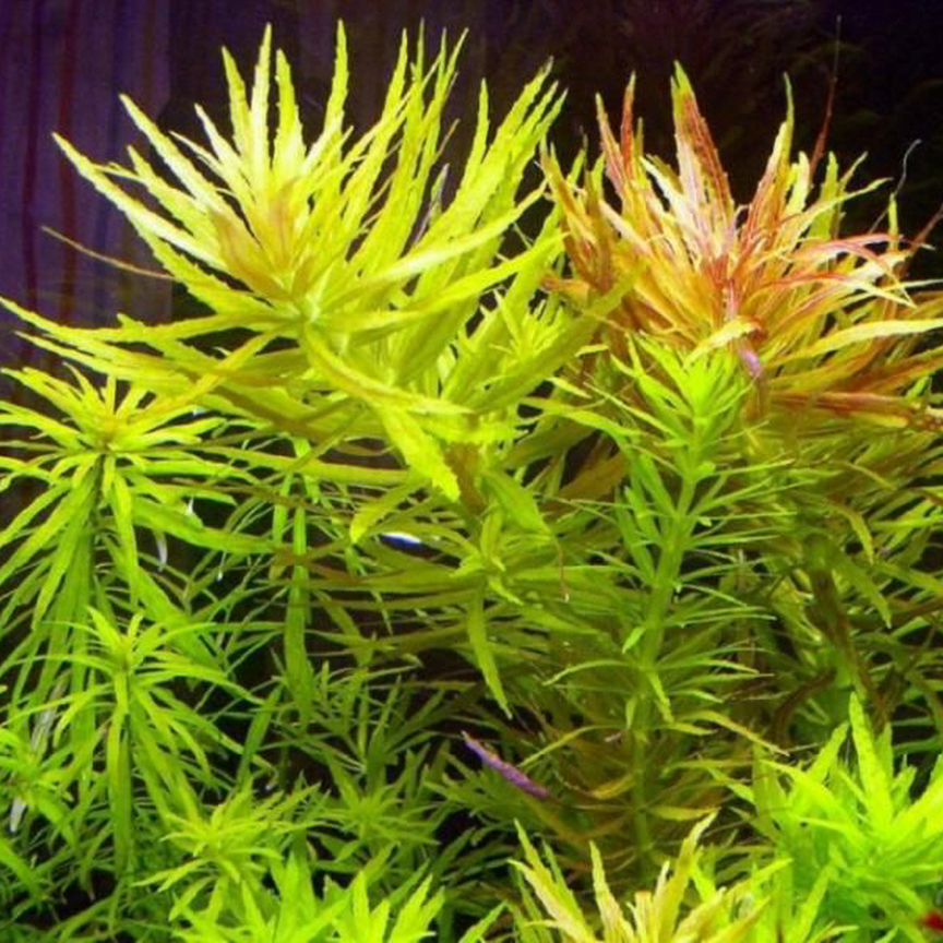 Лимнофила Ароматика, с грузом