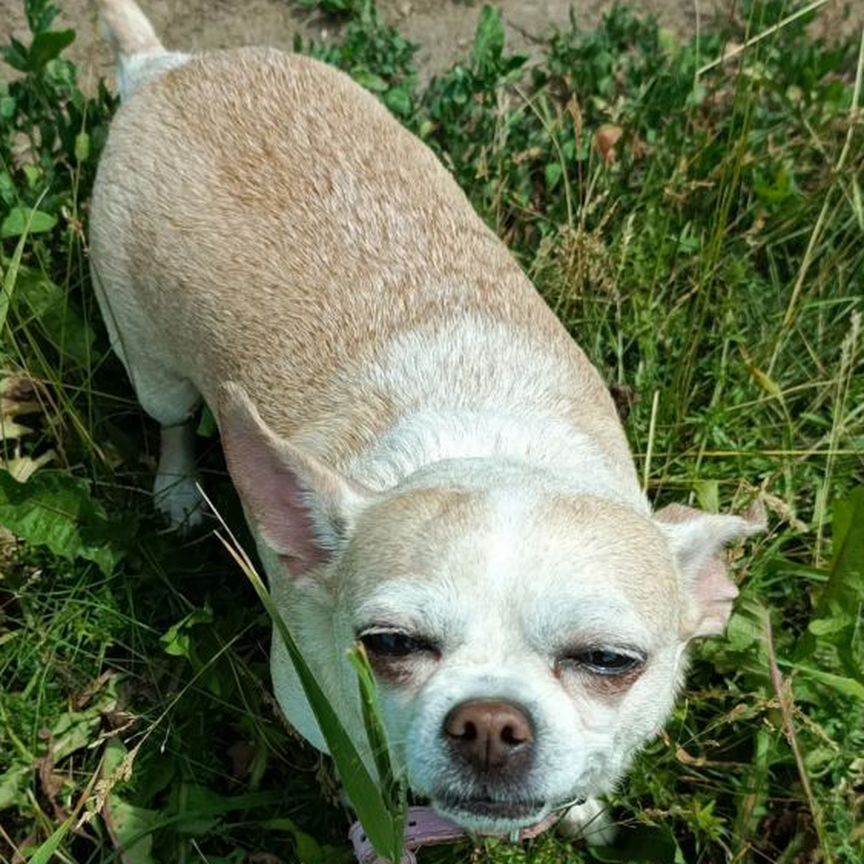 Чихуахуа, взрослая собака