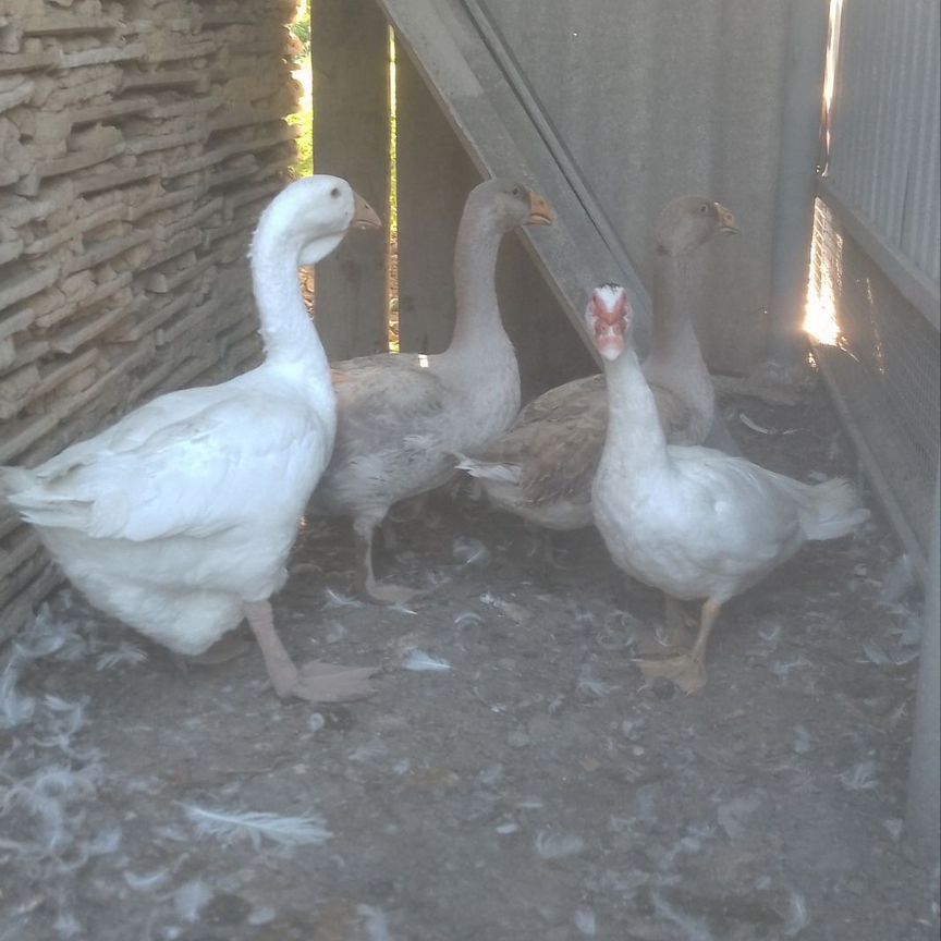 Гуси тульские горбоносые