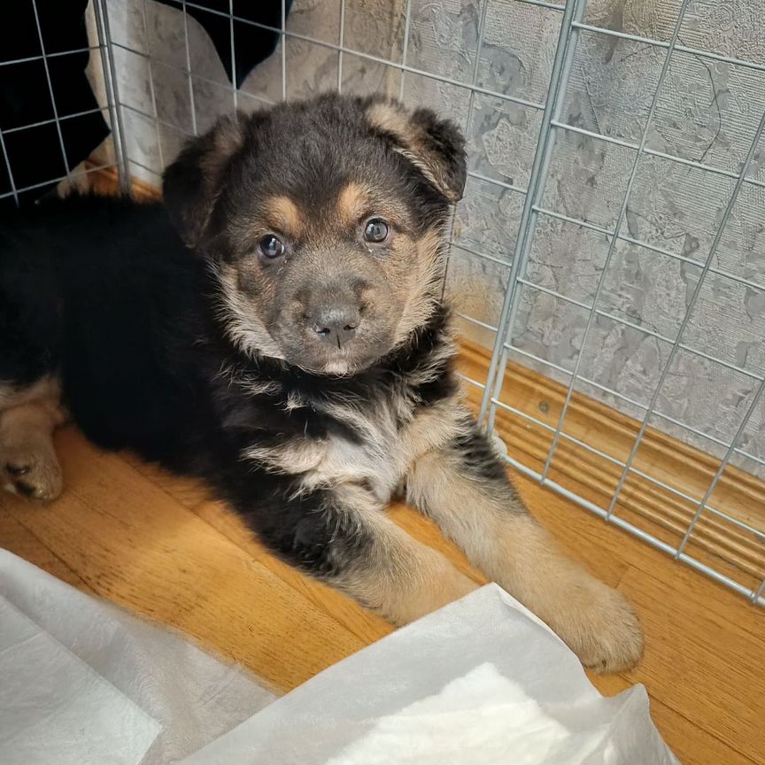 Немецкая овчарка