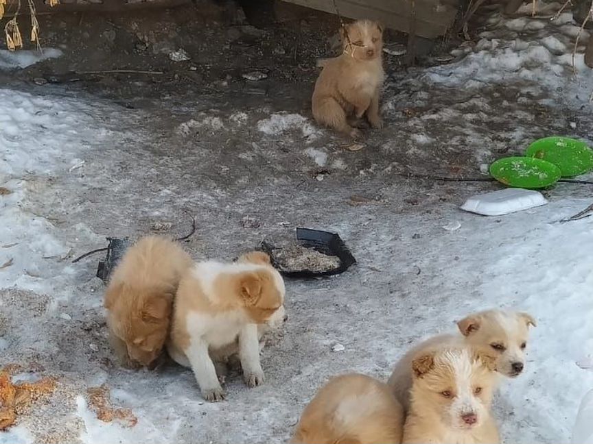 Щенок в добрые руки