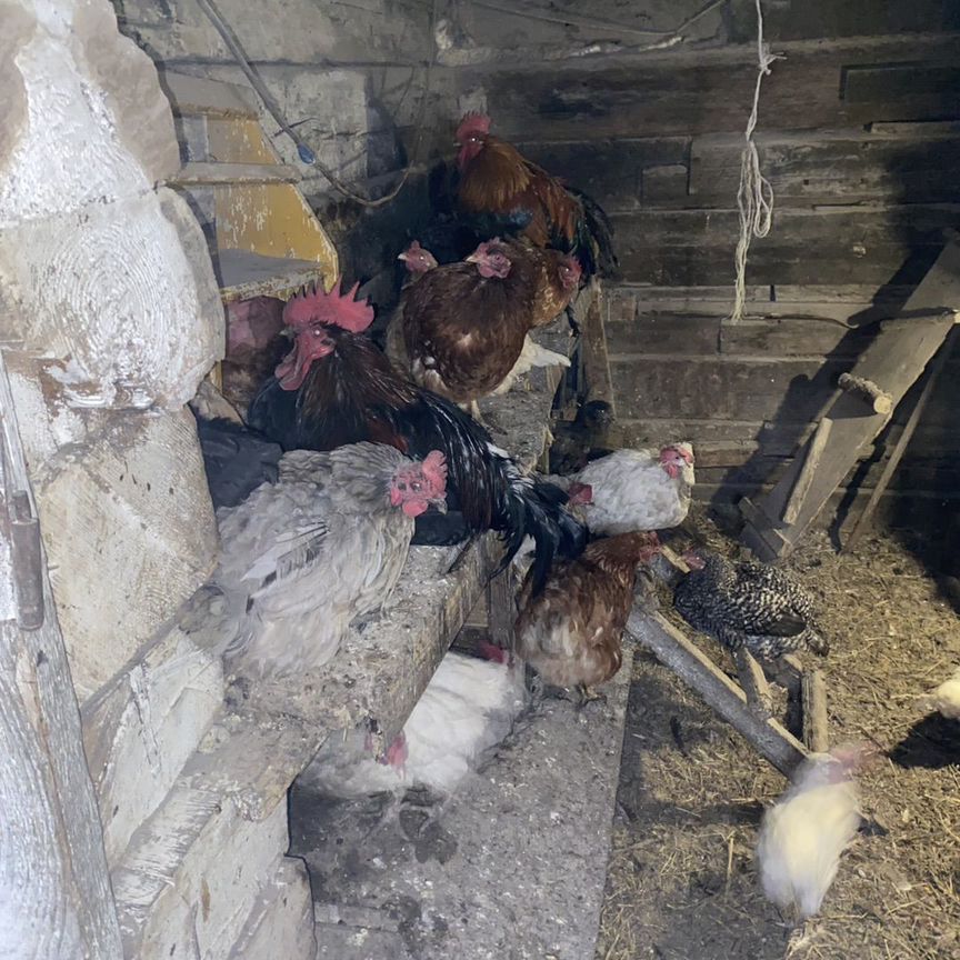 Куры молодки несушки и петухи