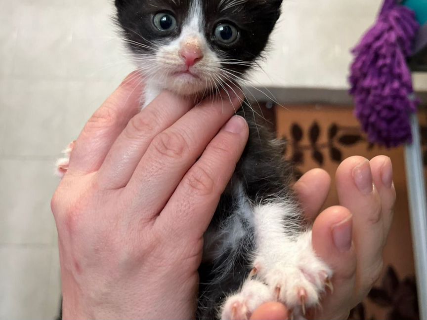 Отдам котёнка в добрые руки