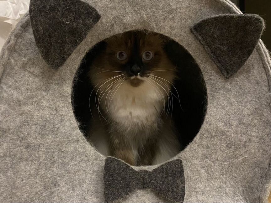Домик для кошки