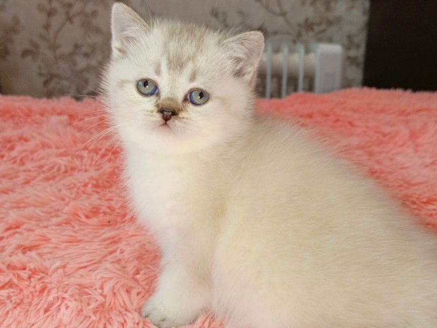 Шотландская куколка колор-пойнт