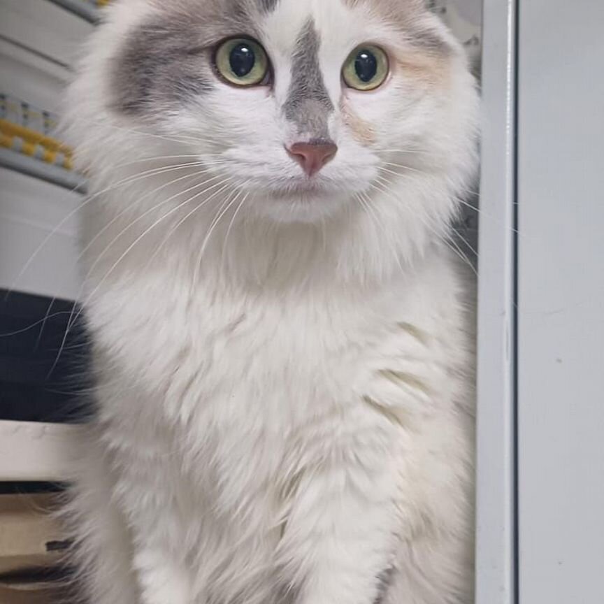 Кошка найденыш