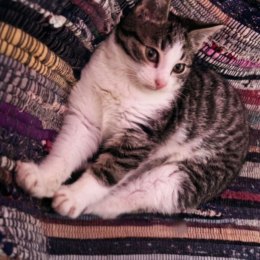 Котёнок в добрые руки