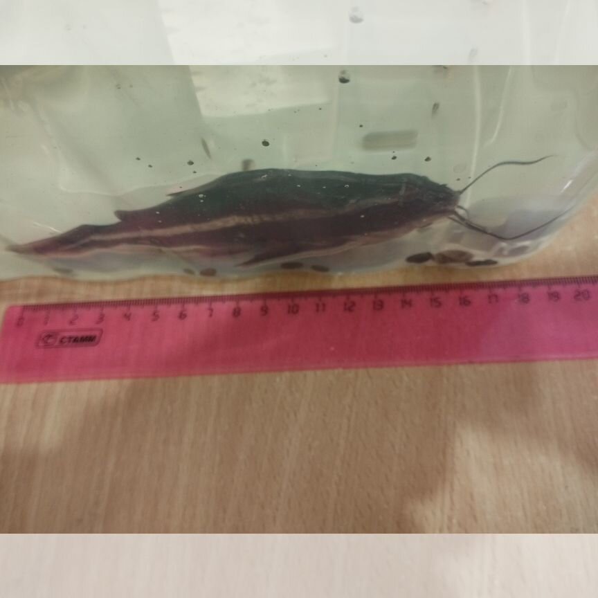 Сомик платидорас