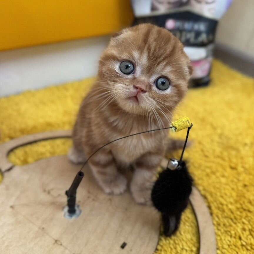 Шотландские котята Кокос и Лиана