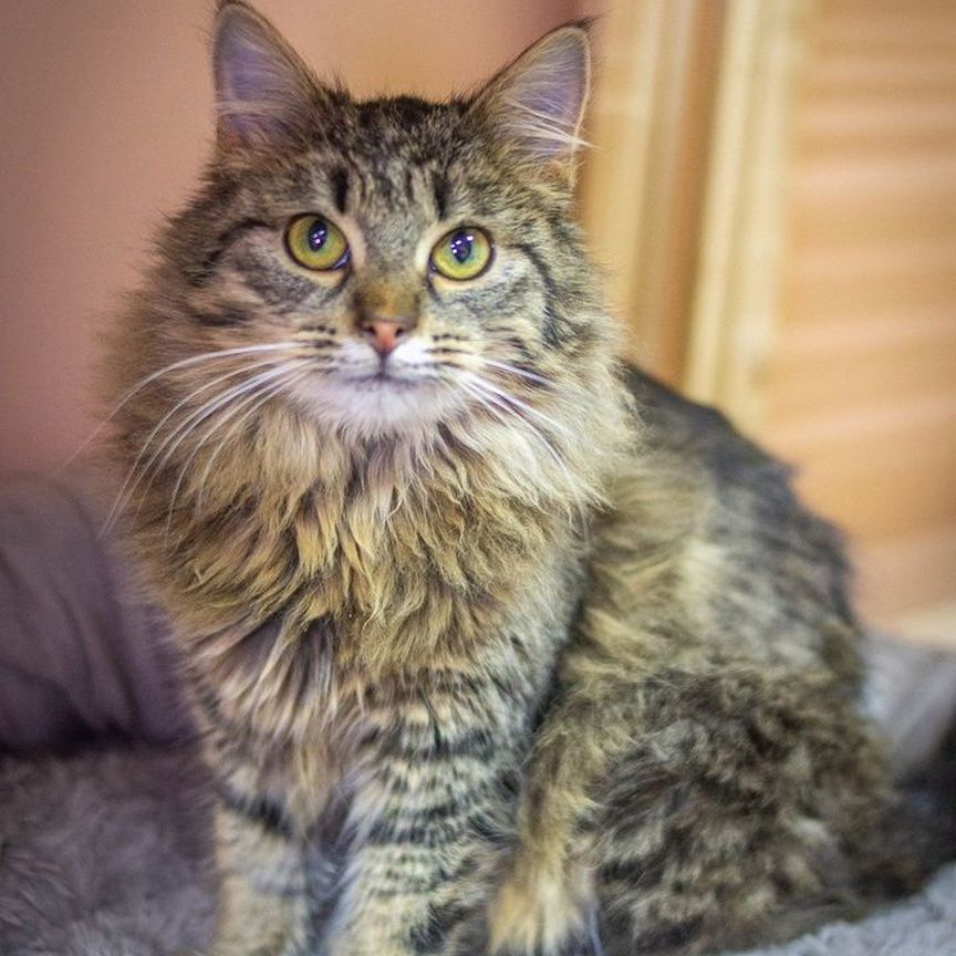 Малыш Чик ищет маму и папу