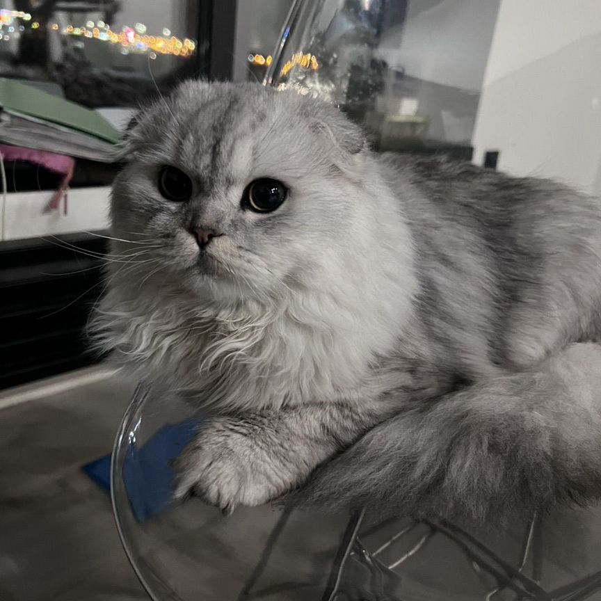 Котик на вязку