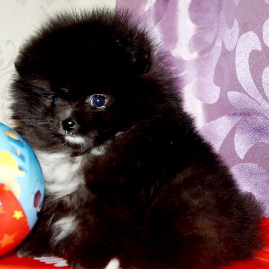 Померанский шпиц, щенок
