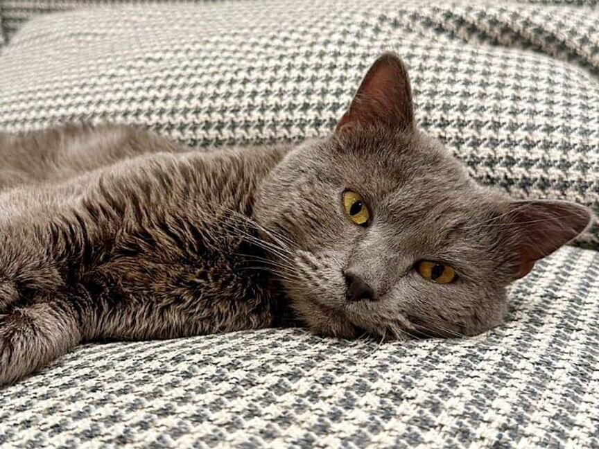 Кошка в дар бесплатно