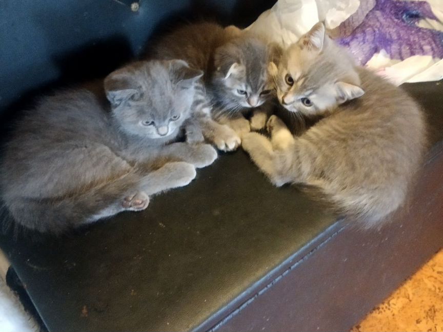 Шотландские вислоухие котята