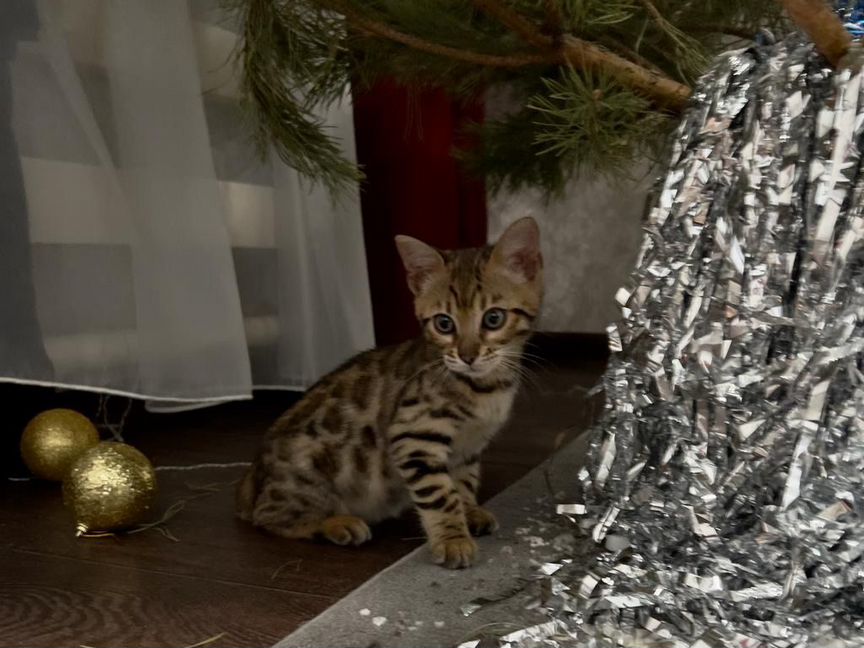 Бенгальская кошечка