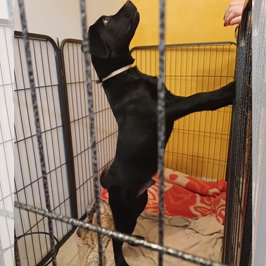 Лабрадор-ретривер, щенок