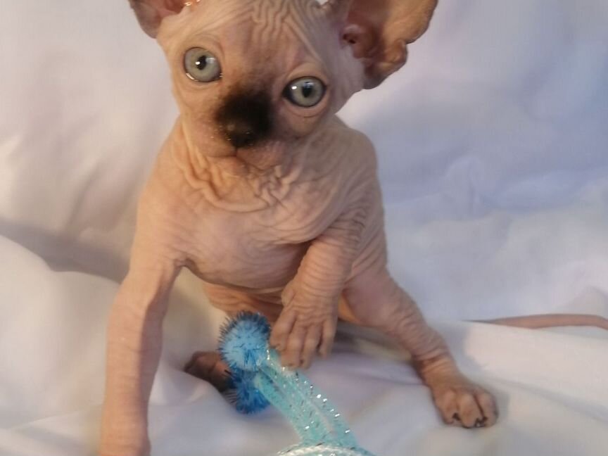 Котята Сфинкс Канадский