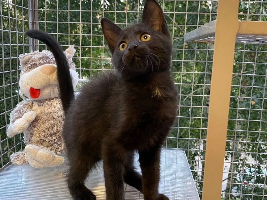 Черный котенок девочка в добрые руки бесплатно