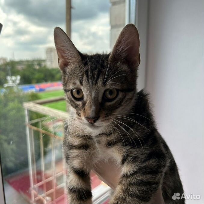 Котята, приученные к лотку