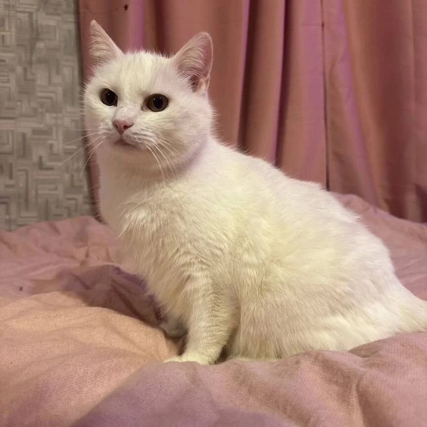 Кошка в добрые руки