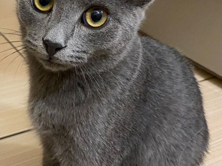 Котята русская голубая