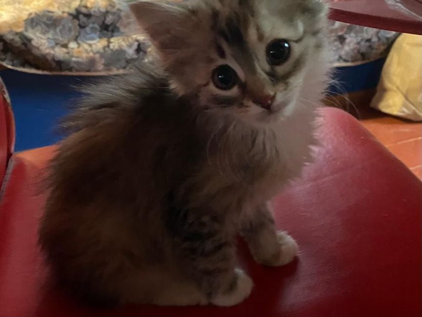 Кошка