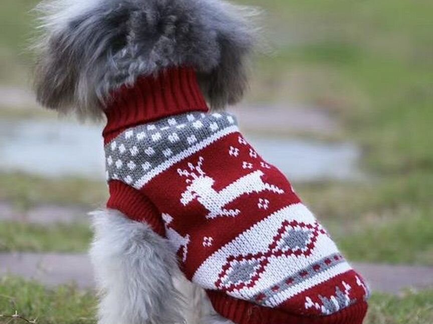 Одежда для собак мелких пород