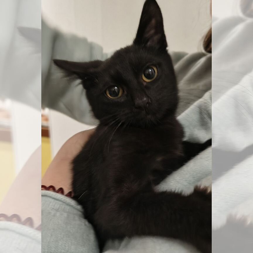 Котёнок в добрые руки