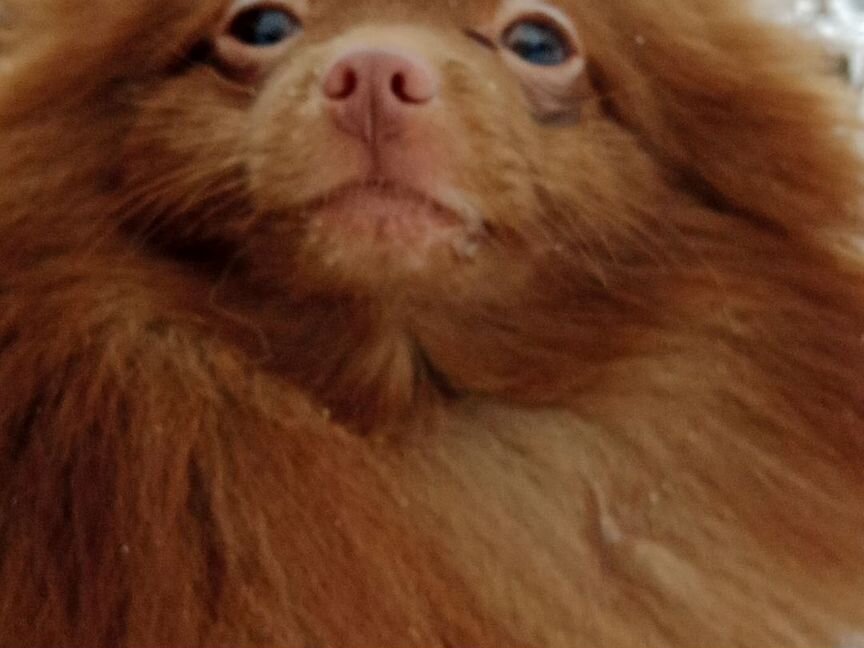 Шоколадный шпиц