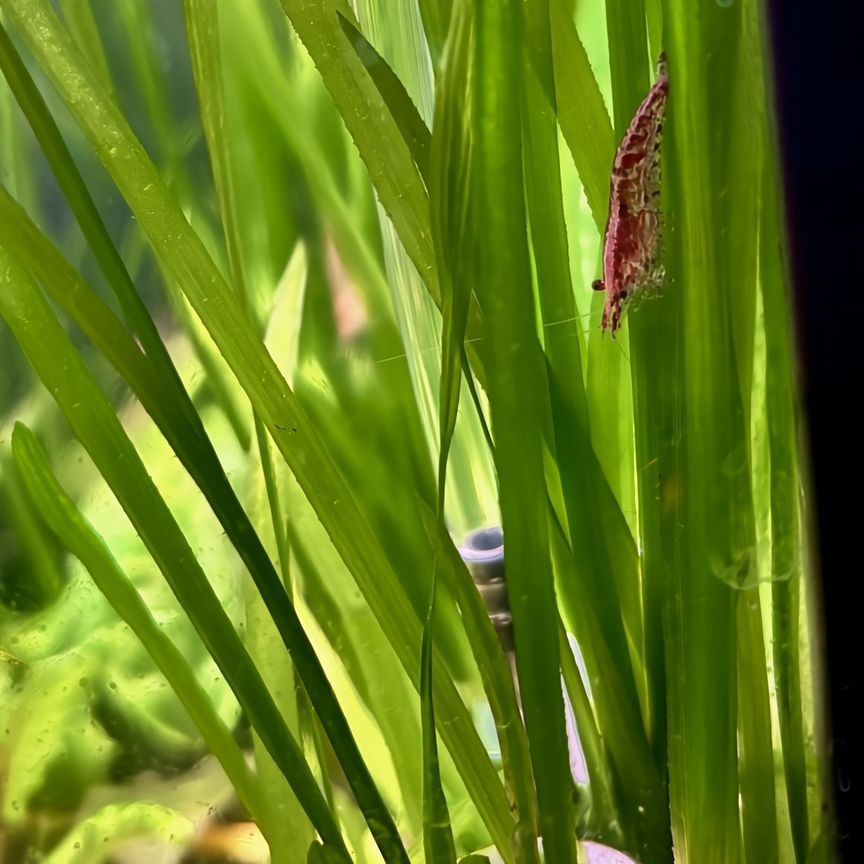 Аквариумные креветки
