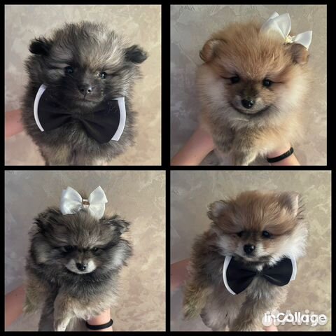 Померанский шпиц