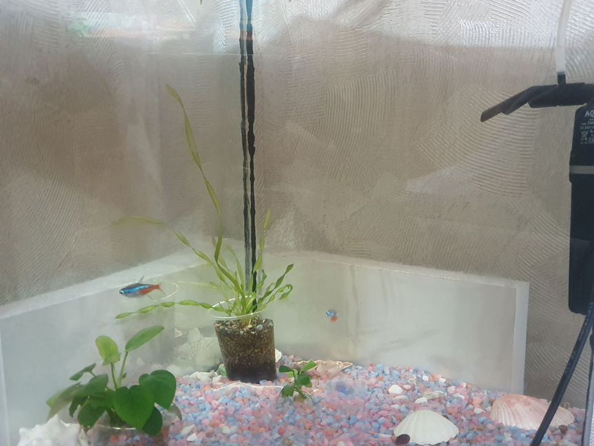 Аквариум с рыбками