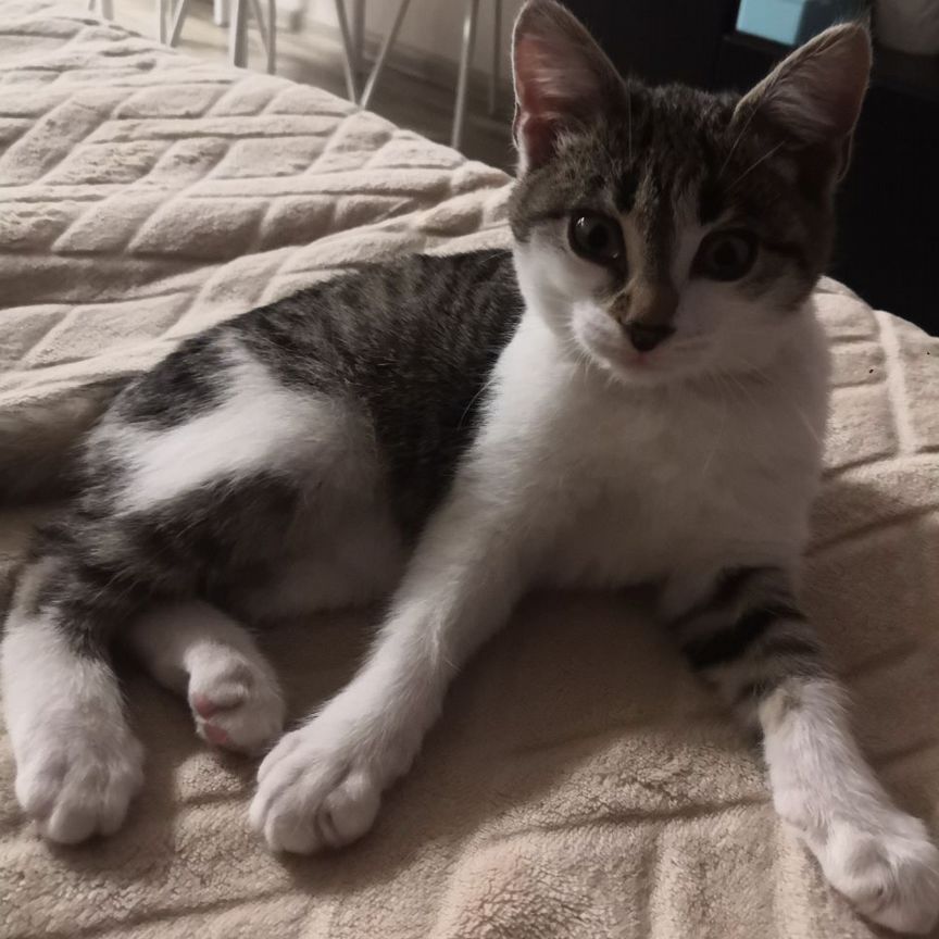 Котёнок в добрые руки