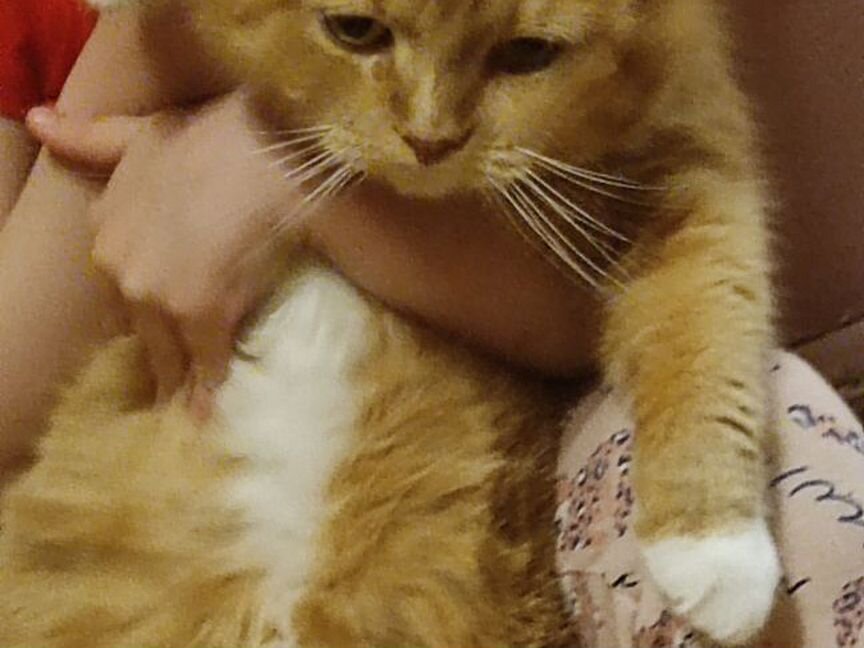 Кошка