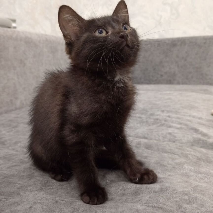 Котенок в добрые руки